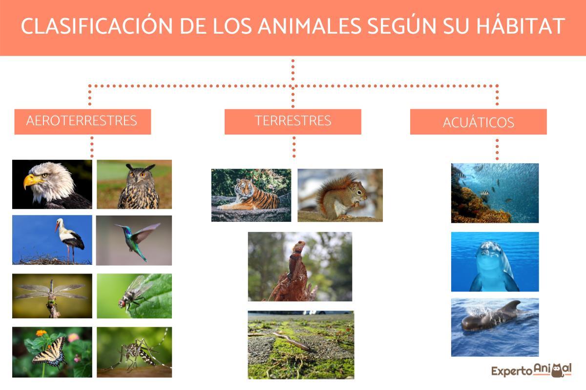 Clasificación de los ANIMALES según su DESPLAZAMIENTO - con IMÁGENES