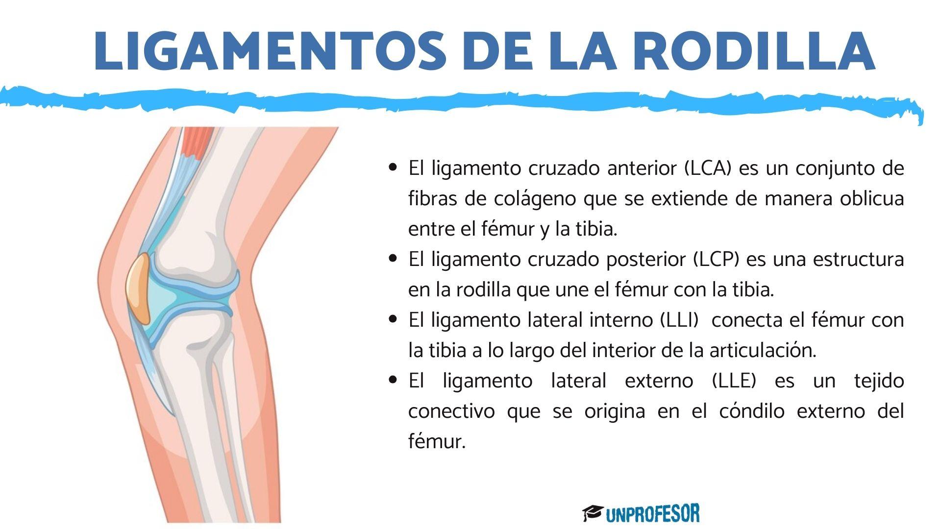 Descubre cuáles son los 4 ligamentos de la rodilla