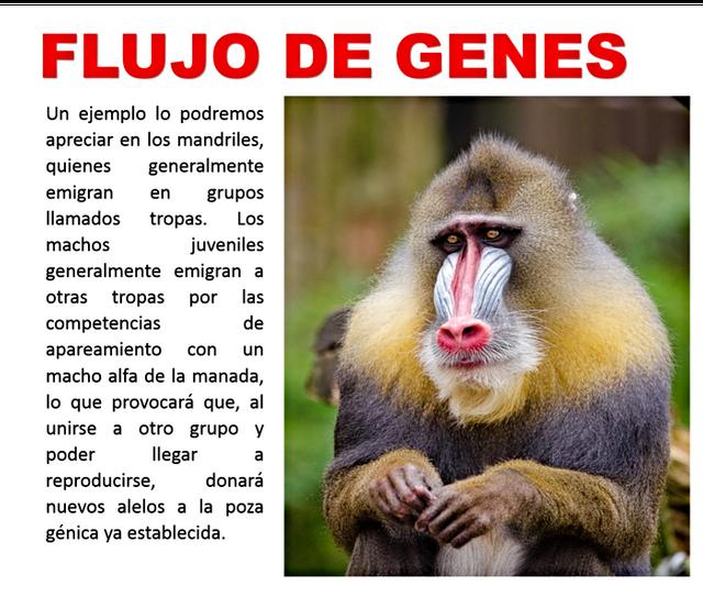 Flujo de genes: definición y ejemplos - ¡¡RESUMEN FÁCIL!!