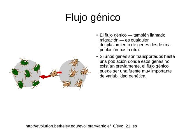 Flujo de genes: definición y ejemplos - ¡¡RESUMEN FÁCIL!!