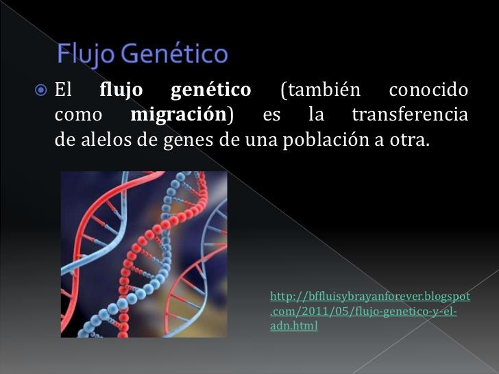 Flujo de genes: definición y ejemplos - ¡¡RESUMEN FÁCIL!!