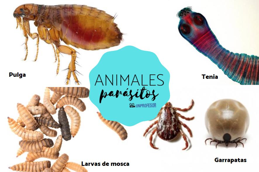Animales PARÁSITOS: clasificación + EJEMPLOS!! [con fotos]