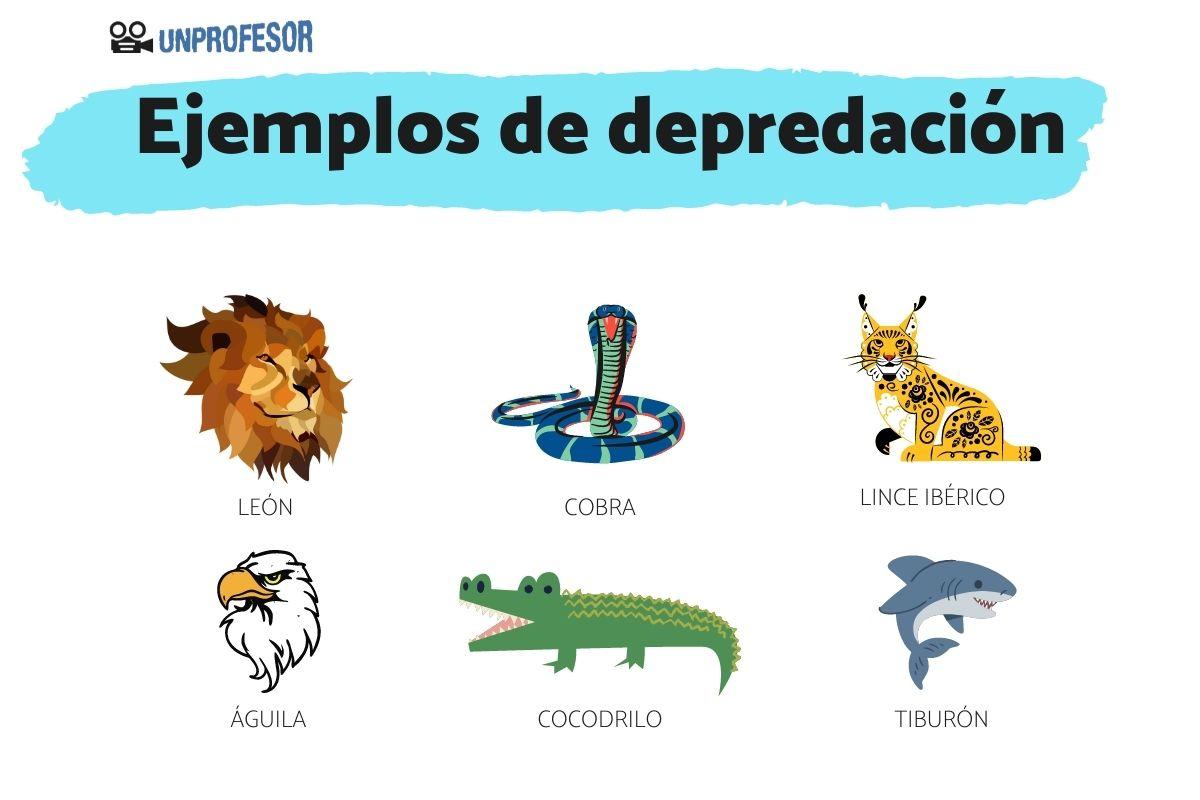 Ejemplos de DEPREDACIÓN - resumen con IMÁGENES