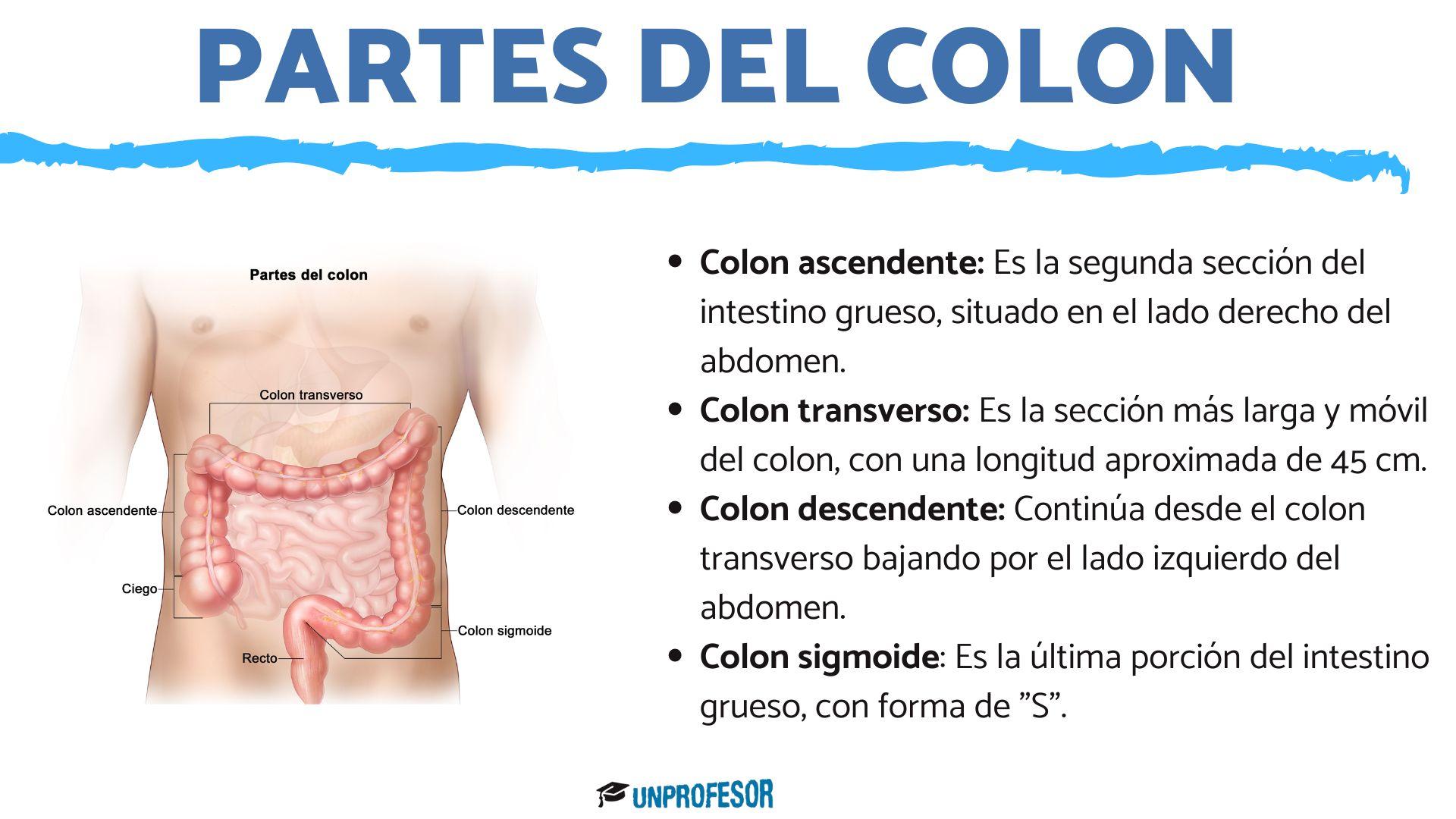 4 partes del COLON y sus funciones