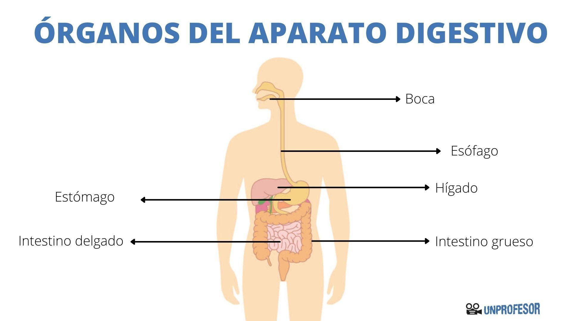 4 partes del COLON y sus funciones