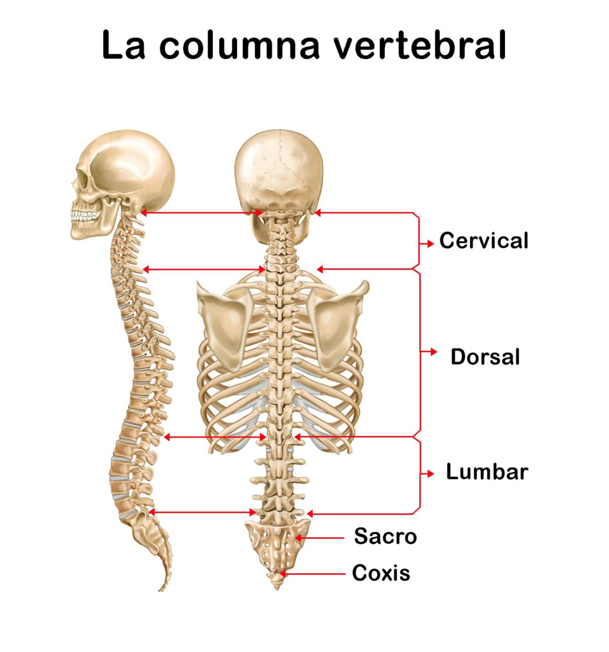Todas las PARTES de la COLUMNA vertebral - ¡RESUMEN + IMÁGENES!