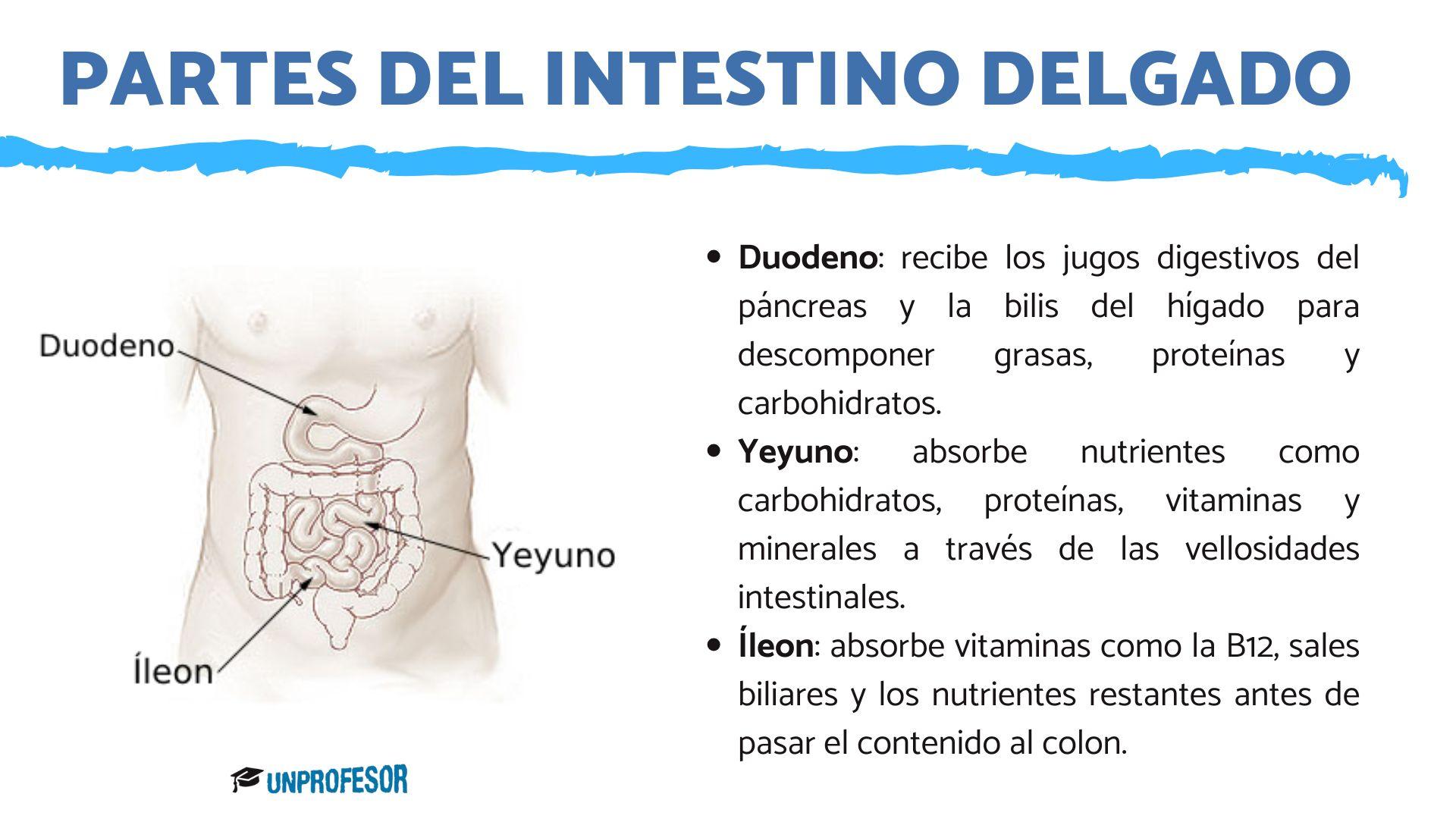 3 partes del intestino DELGADO y sus funciones