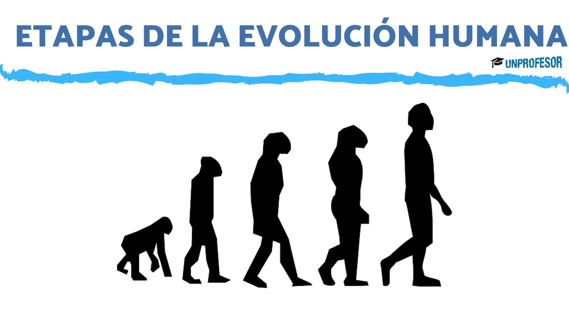 Etapas de la evolución humana - Resumen corto