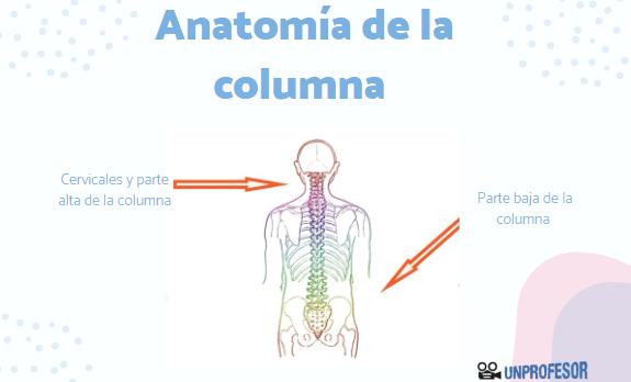 Anatomía de la COLUMNA vertebral - RESUMEN + IMÁGENES!