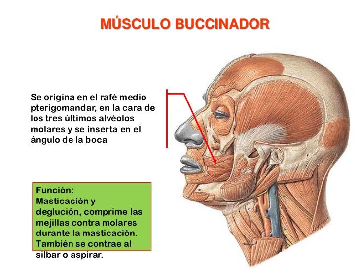 Todos los músculos de la boca y sus funciones -- ¡RESUMEN + IMÁNE