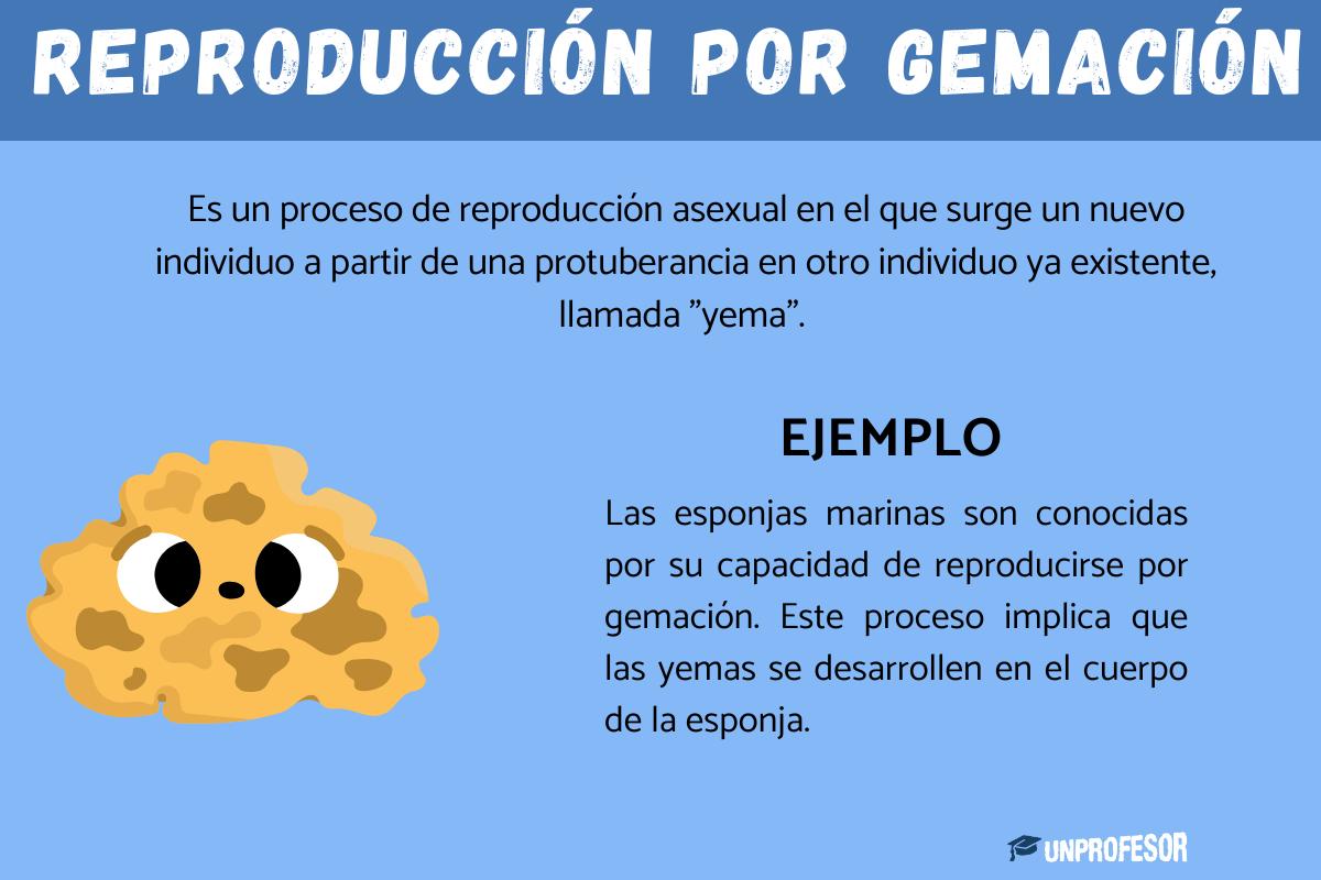 Qué es la reproducción por GEMACIÓN y ejemplos
