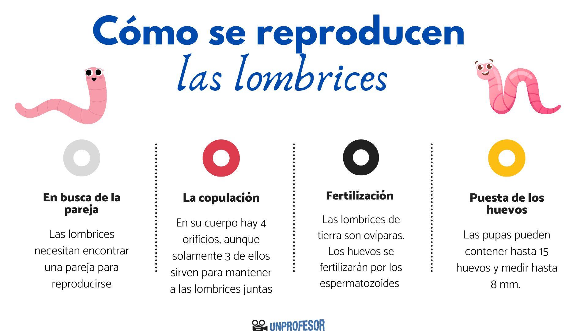Cómo se reproducen las LOMBRICES - paso a paso