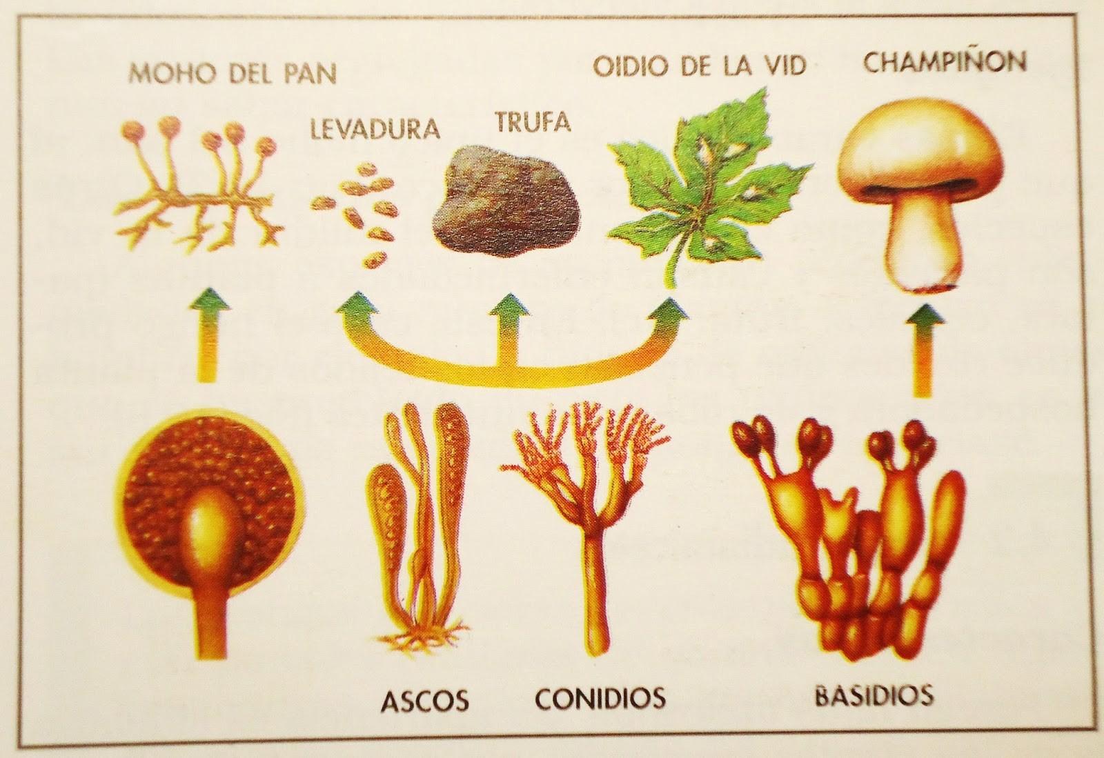 Reino FUNGI: características y ejemplos - ¡¡RESUMEN CORTO!!