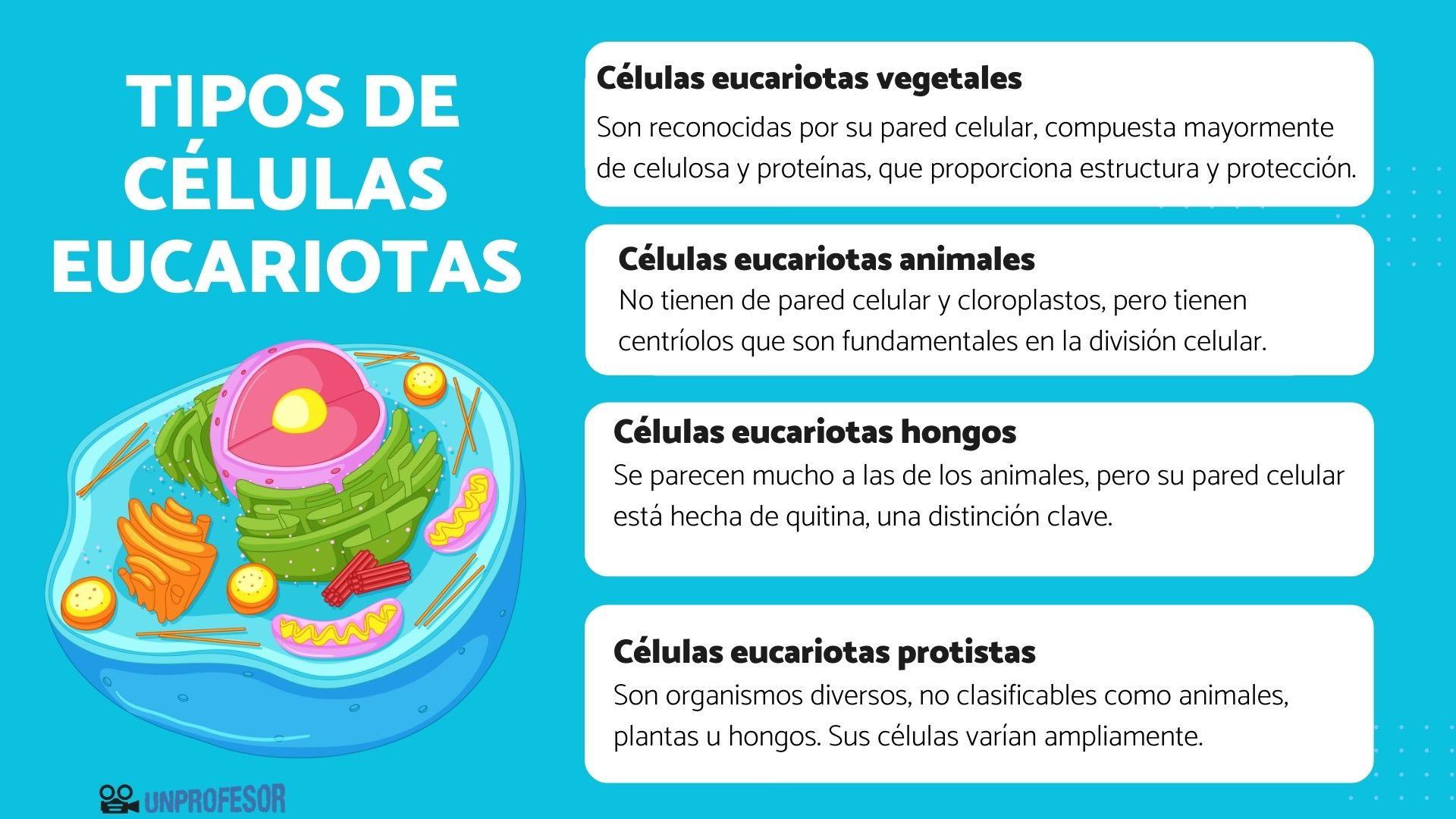 4 tipos de células EUCARIOTAS y sus características
