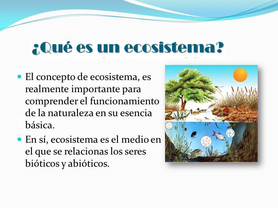 Que Es Un Ecosistema Para Ninos Ecosistemas – Bilarasa Que Es Un Ecosistema Para Ninos Ecosistemas – Bilarasa