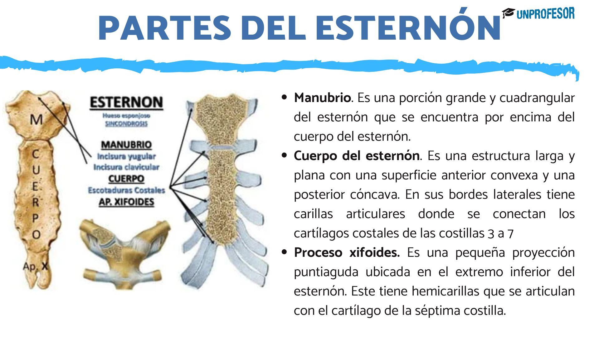 3 partes del ESTERNÓN y sus funciones