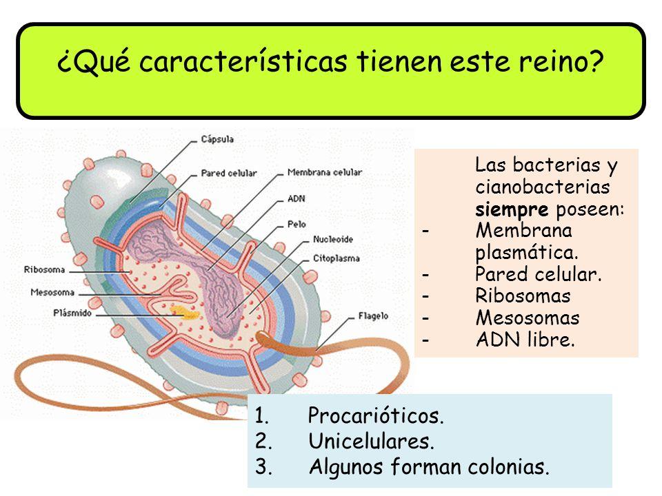 MESOMAS: función y características - [resumen con vídeos!]