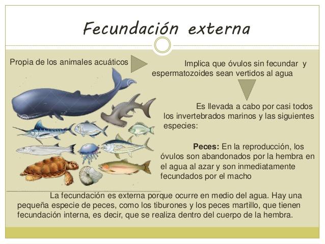 7 diferencias entre fecundación EXTERNA e INTERNA - con ESQUEMAS!!