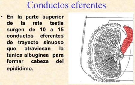 Descubre la FUNCIÓN de los conductos EFERENTES - ¡Con IMÁGENES!