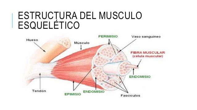 Estructura del músculo