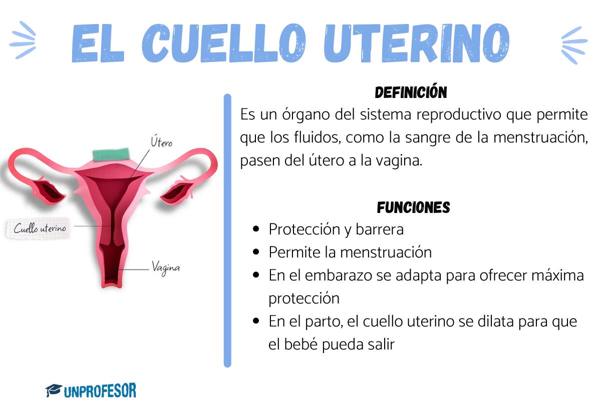 Qué es el cuello UTERINO y cuál es su función