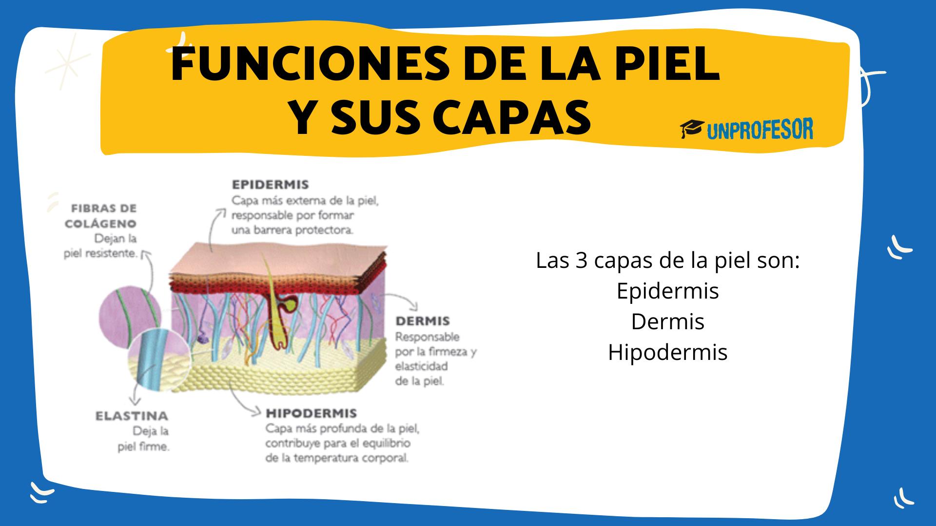 Las funciones de la piel y sus capas