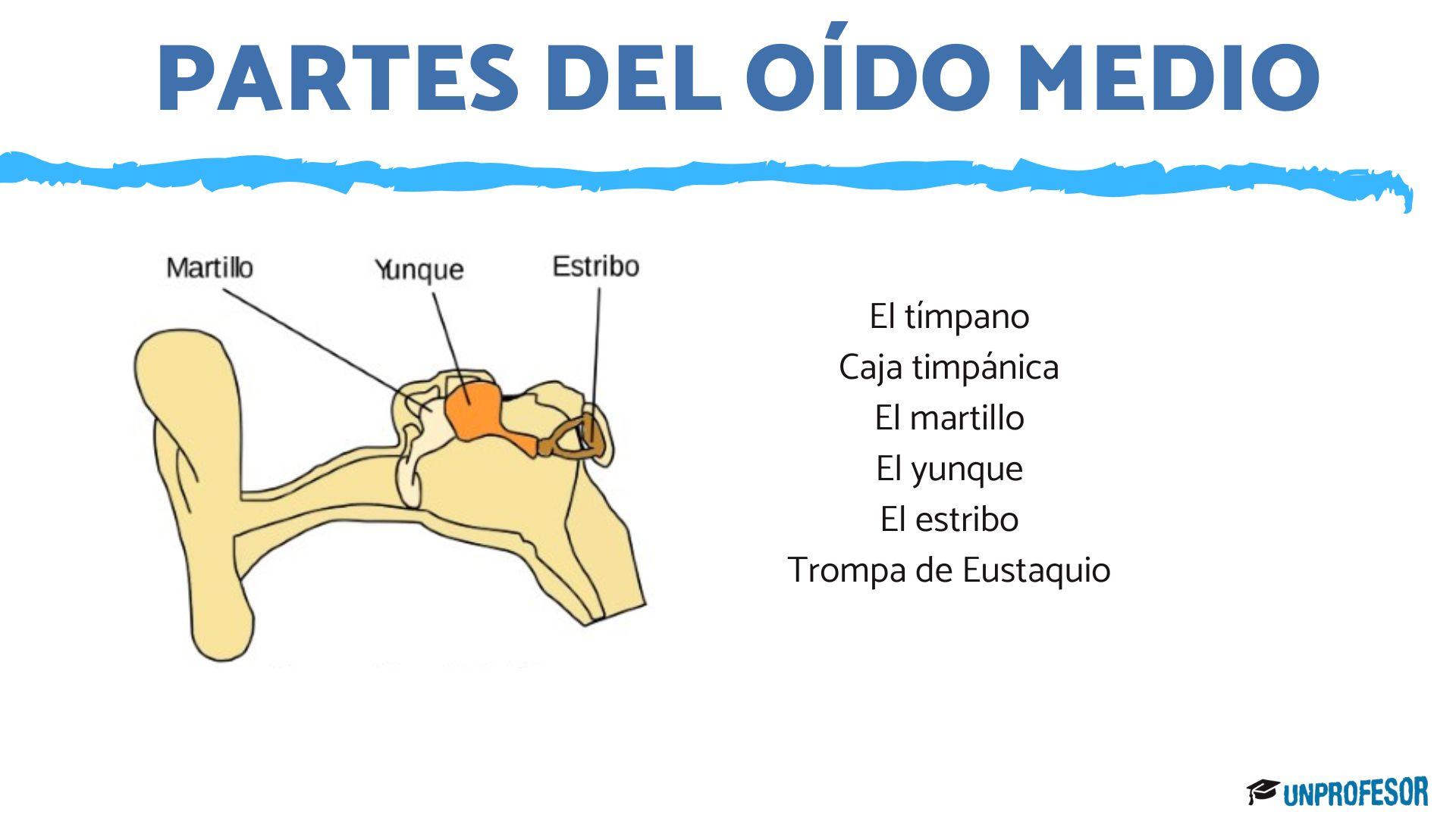 5 partes del oído MEDIO