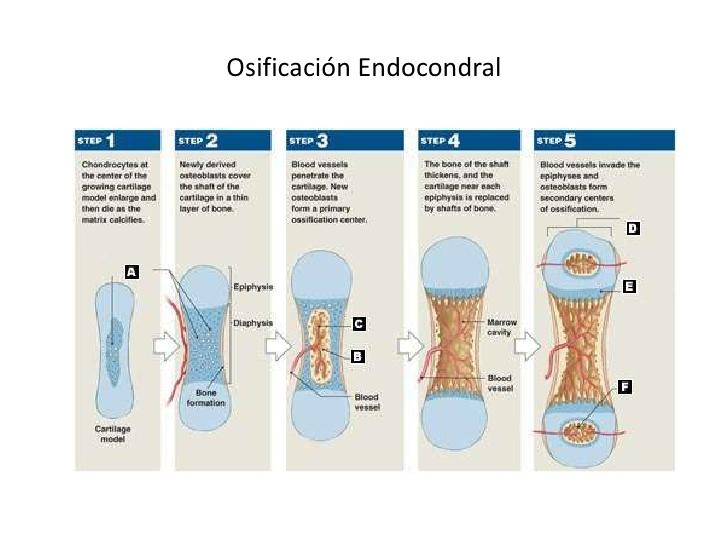 Descubre cómo es la FORMACIÓN del HUESO - RESUMEN con VÍDEO!