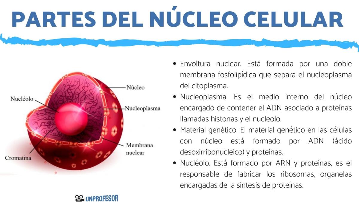 4 partes del NÚCLEO celular