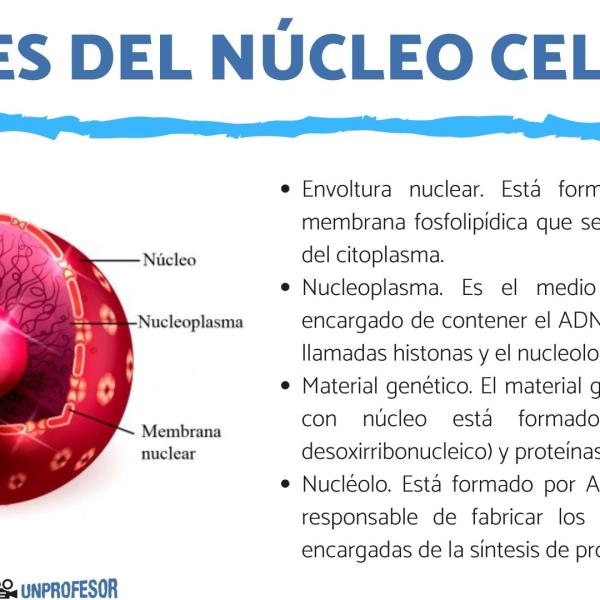 Nucleoplasma En Una Célula Vegetal LA CÉLULA VEGETAL