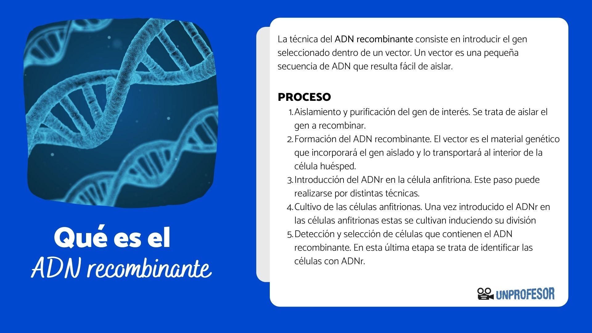 ADN recombinante: definición y proceso - RESUMEN fácil + VÍDEO! ADN recombinante: definición y proceso - RESUMEN fácil + VÍDEO!