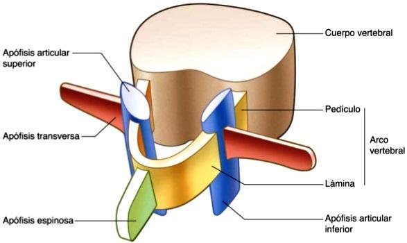 Descubre los TIPOS de VÉRTEBRAS del cuerpo humano - ¡¡Con IMÁGENES!!