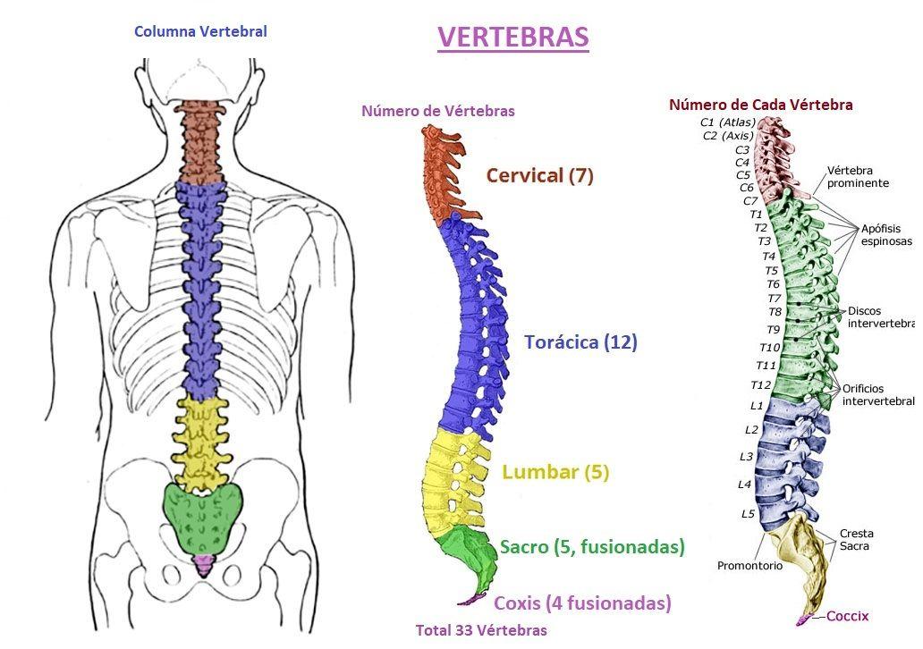 Descubre los TIPOS de VÉRTEBRAS del cuerpo humano - ¡¡Con IMÁGENES!!