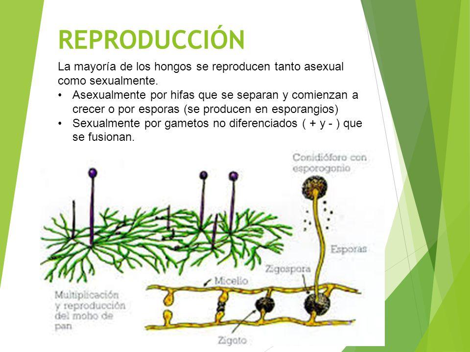 Descubre cómo se reproducen los hongos - ¡¡RESUMEN FÁCIL!! Descubre cómo se reproducen los hongos - ¡¡RESUMEN FÁCIL!!