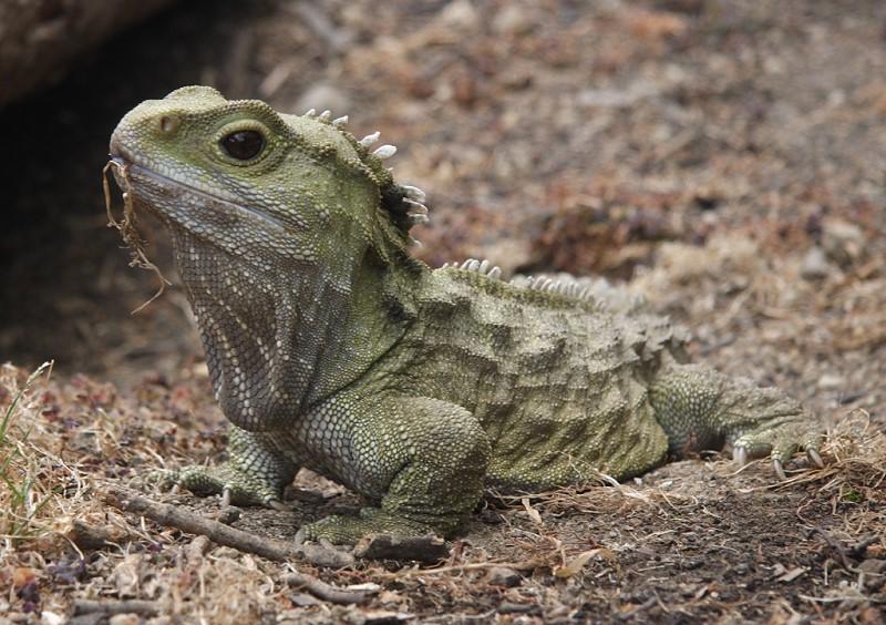 Clasificación de los reptiles - RESUMEN + EJEMPLOS!!