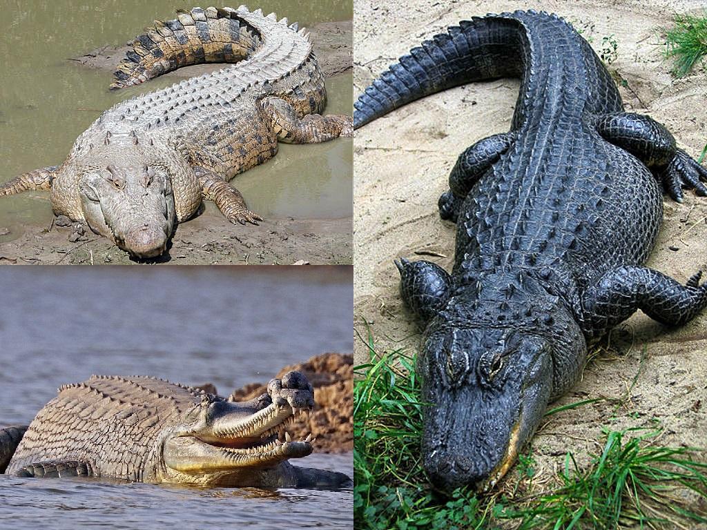 Clasificación de los reptiles - RESUMEN + EJEMPLOS!!
