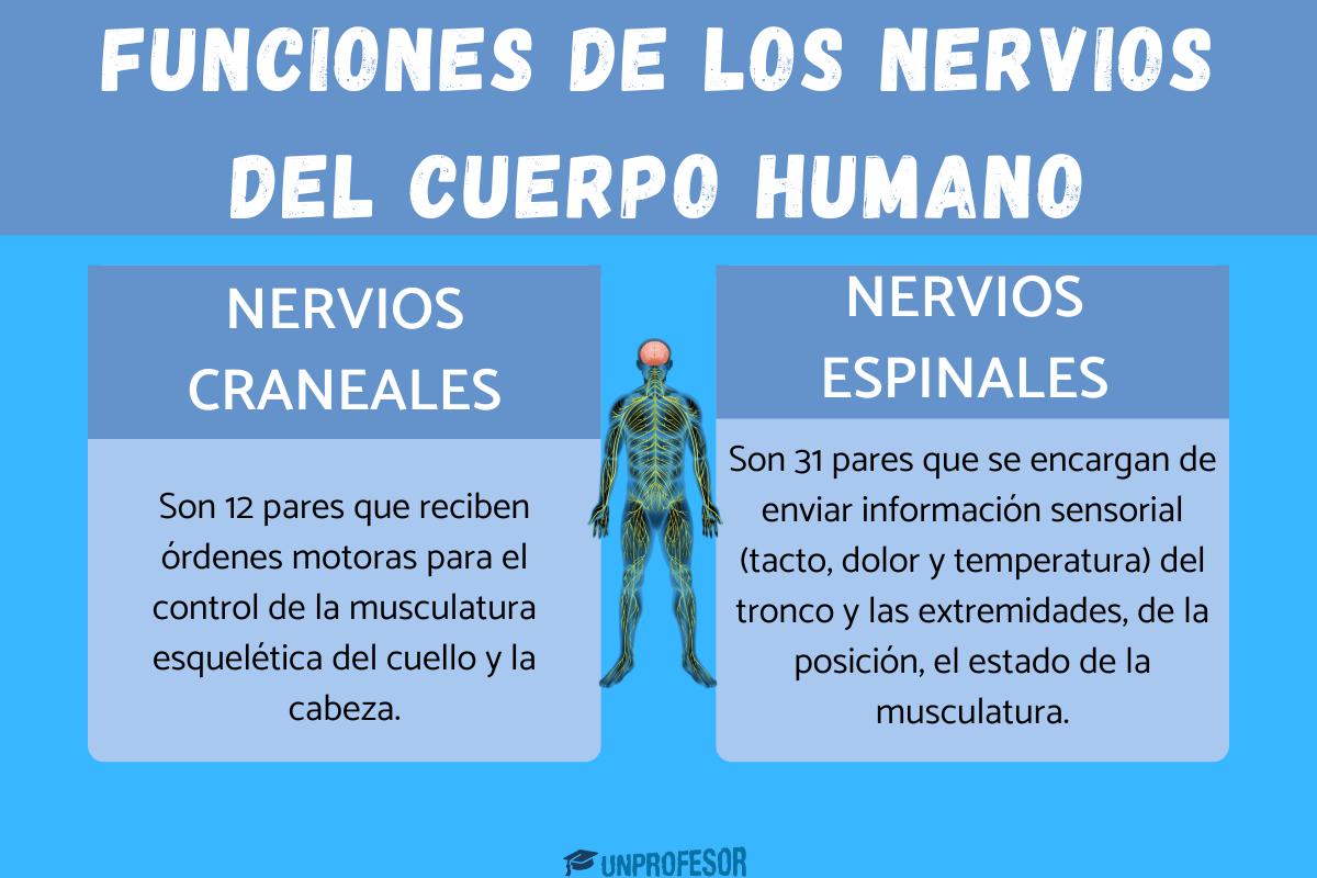 NERVIOS del cuerpo humano y sus funciones