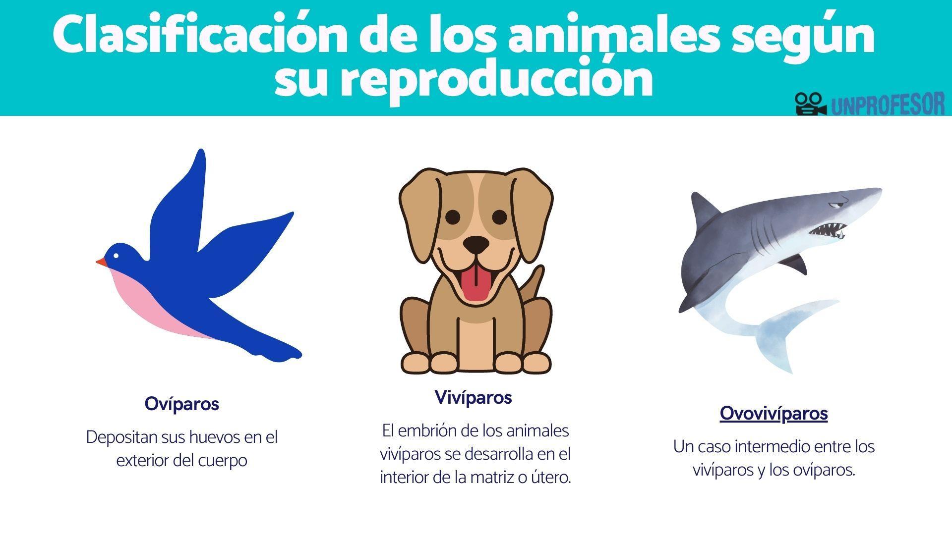 Diferencias entre VIVÍPAROS y MAMÍFEROS