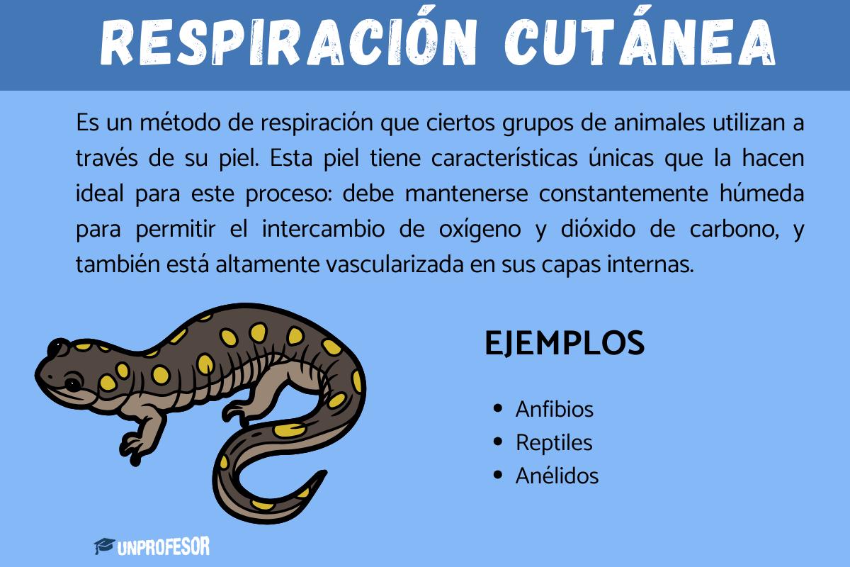 Qué es la respiración CUTÁNEA - resumen para niños