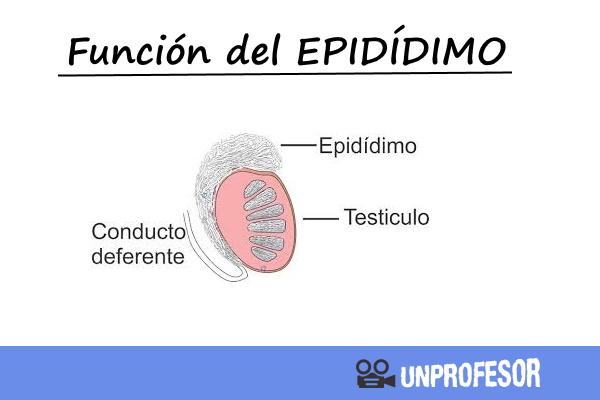 Función del epidídimo - ¡¡RESUMEN CORTO + ESQUEMA!!