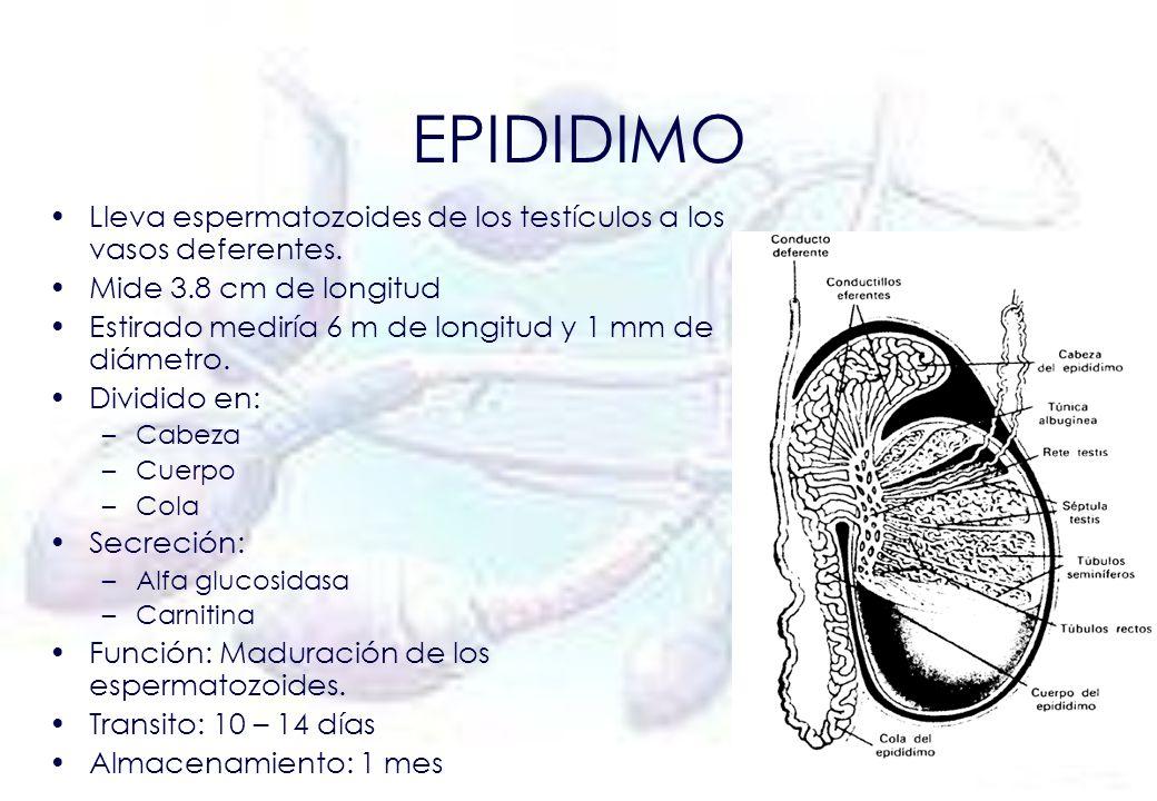 Función del epidídimo - ¡¡RESUMEN CORTO + ESQUEMA!!