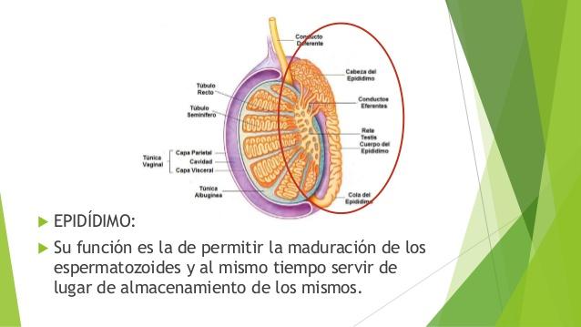 Función del epidídimo - ¡¡RESUMEN CORTO + ESQUEMA!!