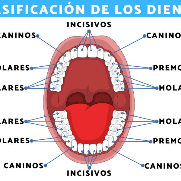 Diagrama De Dientes Humanos Para Niños 1200x926