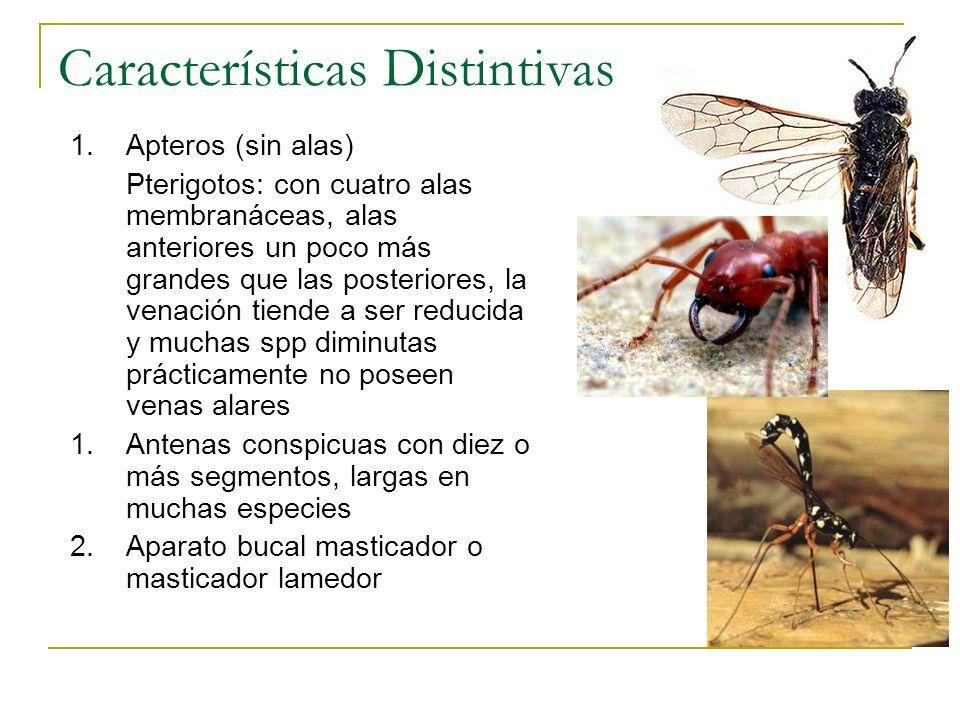Clasificación de los INSECTOS - RESUMEN + IMÁGENES!!