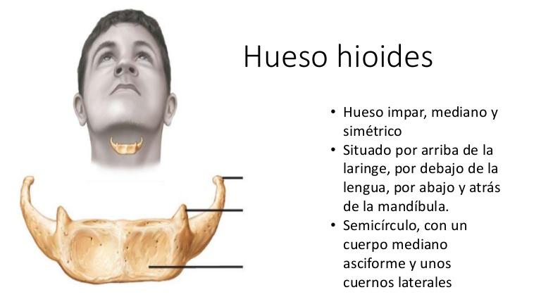 Hueso HIOIDES : función y características - RESUMEN con FOTOS!!