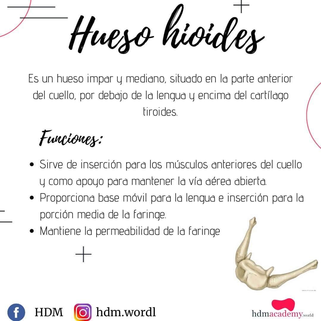 Hueso HIOIDES : función y características - RESUMEN con FOTOS!!