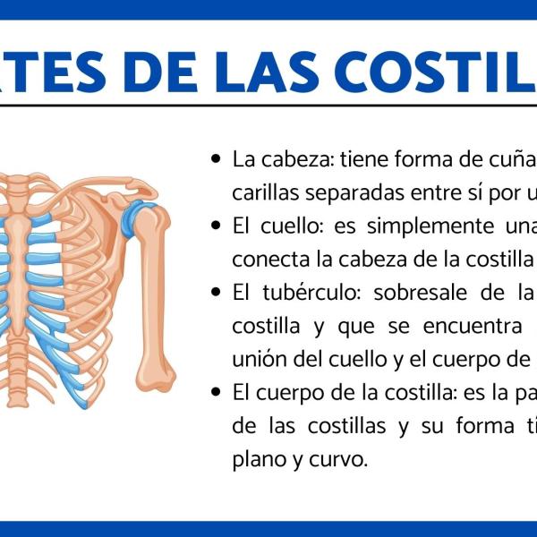 Anatomía De La Costilla Y Su Articulación.
