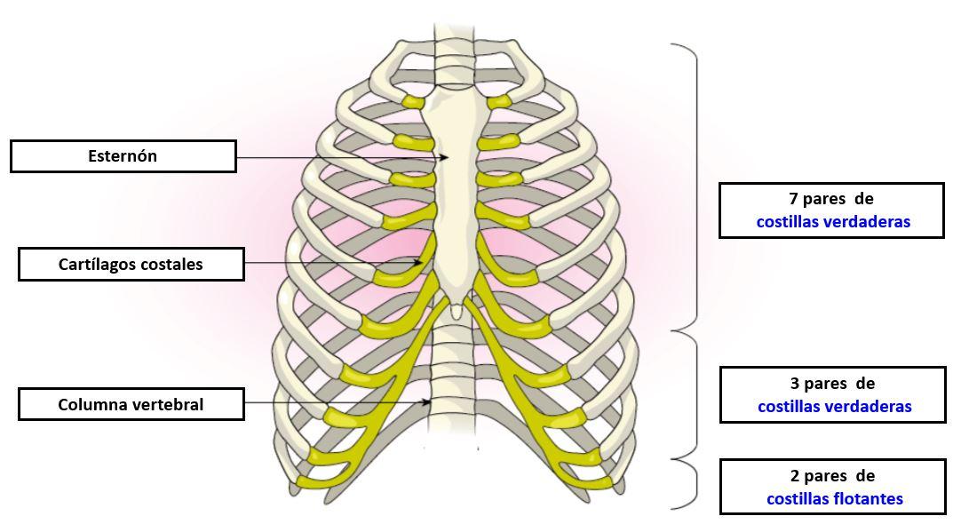 4 partes de las COSTILLAS humanas - con imágenes