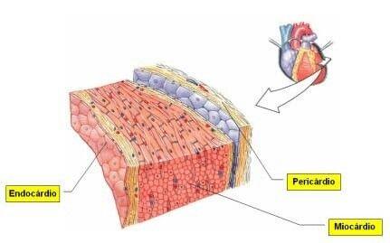 Descubre las TRES CAPAS del CORAZÓN - ¡¡CON IMÁGENES!!