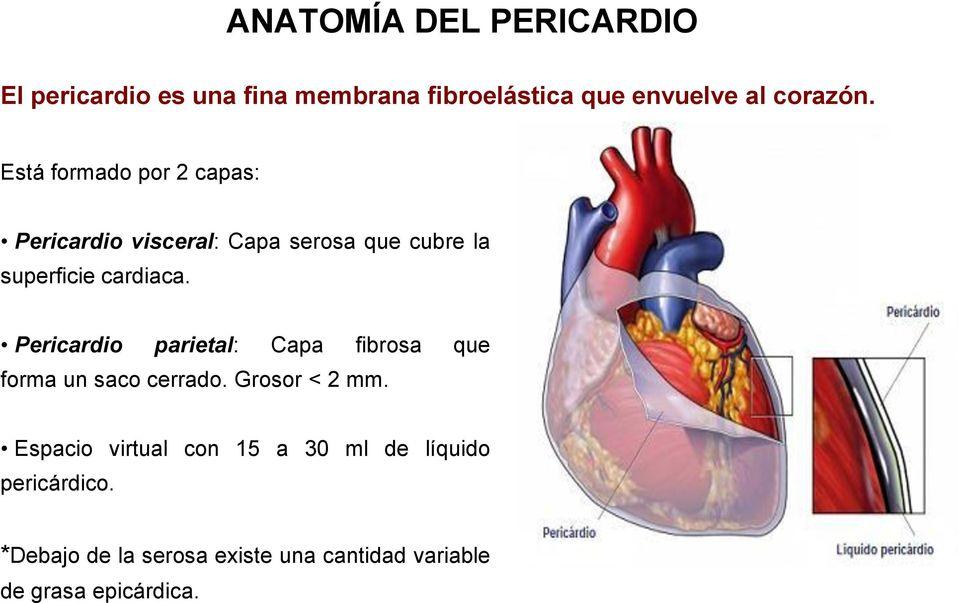 Descubre las TRES CAPAS del CORAZÓN - ¡¡CON IMÁGENES!!
